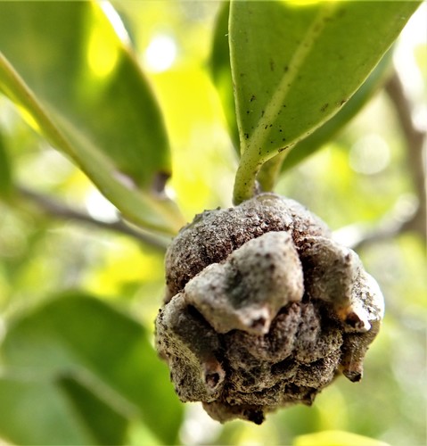 Genus Anacolosa · iNaturalist