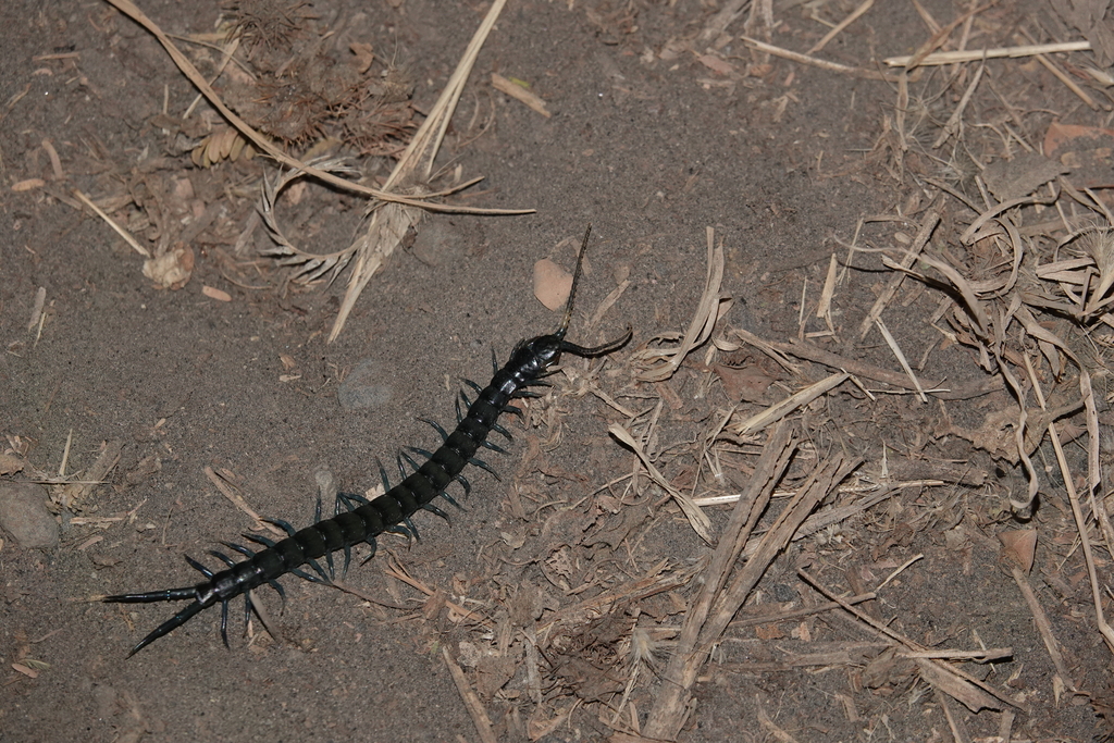African Giant Centipede from Amboseli National Park, Kenya on July 18 ...