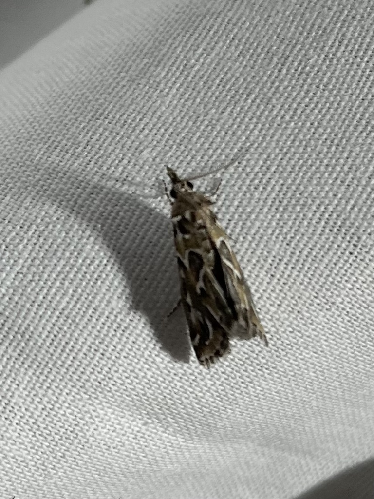 Hypotia massilialis from Красноармейский район, Саратовская область, RU ...
