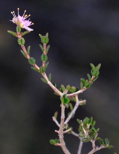 Agathosma divaricata · iNaturalist