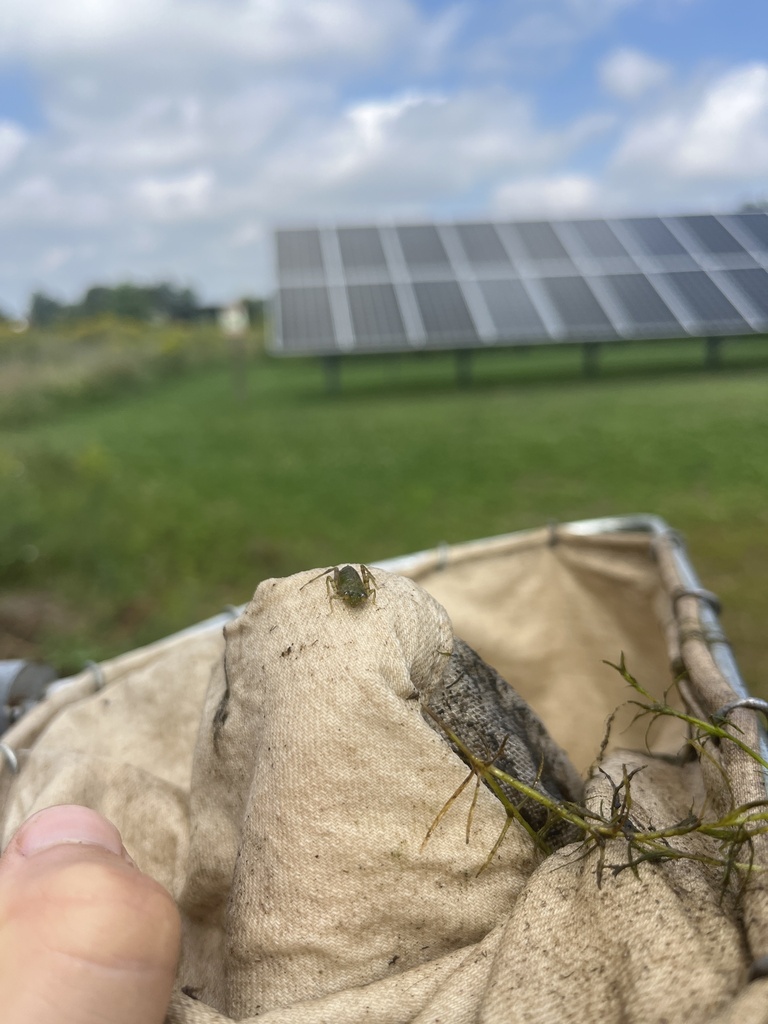 Dragonflies and Damselflies from 56th St, Holland, MI, US on August 29 ...