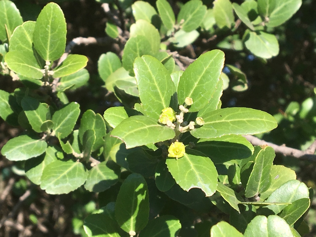 Kooboo-berry (Knysna Heads Viewpoint - Site Specific Indigenous Species ...