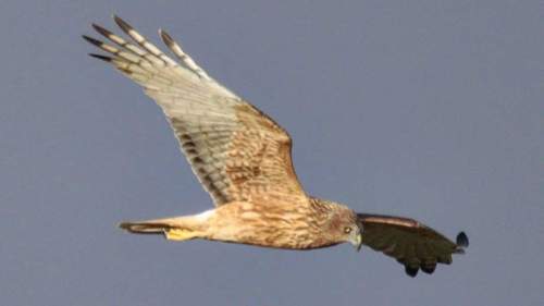 Swamp Harrier (The Birds of Toowoomba Region) · iNaturalist