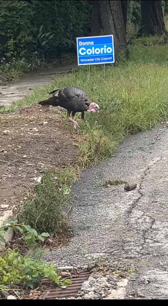 Wild Turkey from Institute Rd, Worcester, MA, US on August 28, 2024 at ...