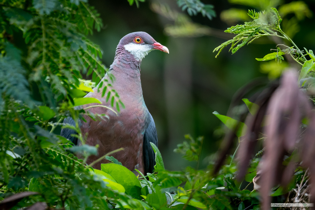 Typical Old World Pigeons (Columba) - Avian Discovery