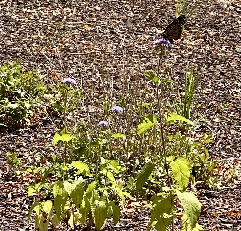 Monarch from SR-100, Bucyrus, OH, US on August 29, 2024 at 01:45 PM by ...