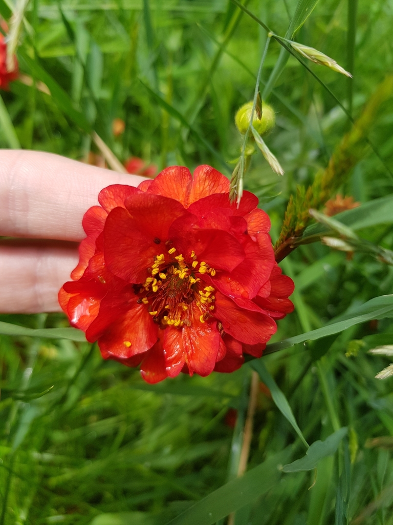 avens from Manchester M15 6ER, UK on June 20, 2019 at 12:18 PM by Ben ...