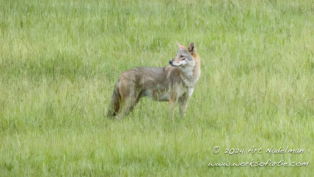 Coyote from Lake Wales, FL, US on August 29, 2024 at 11:10 AM by ...