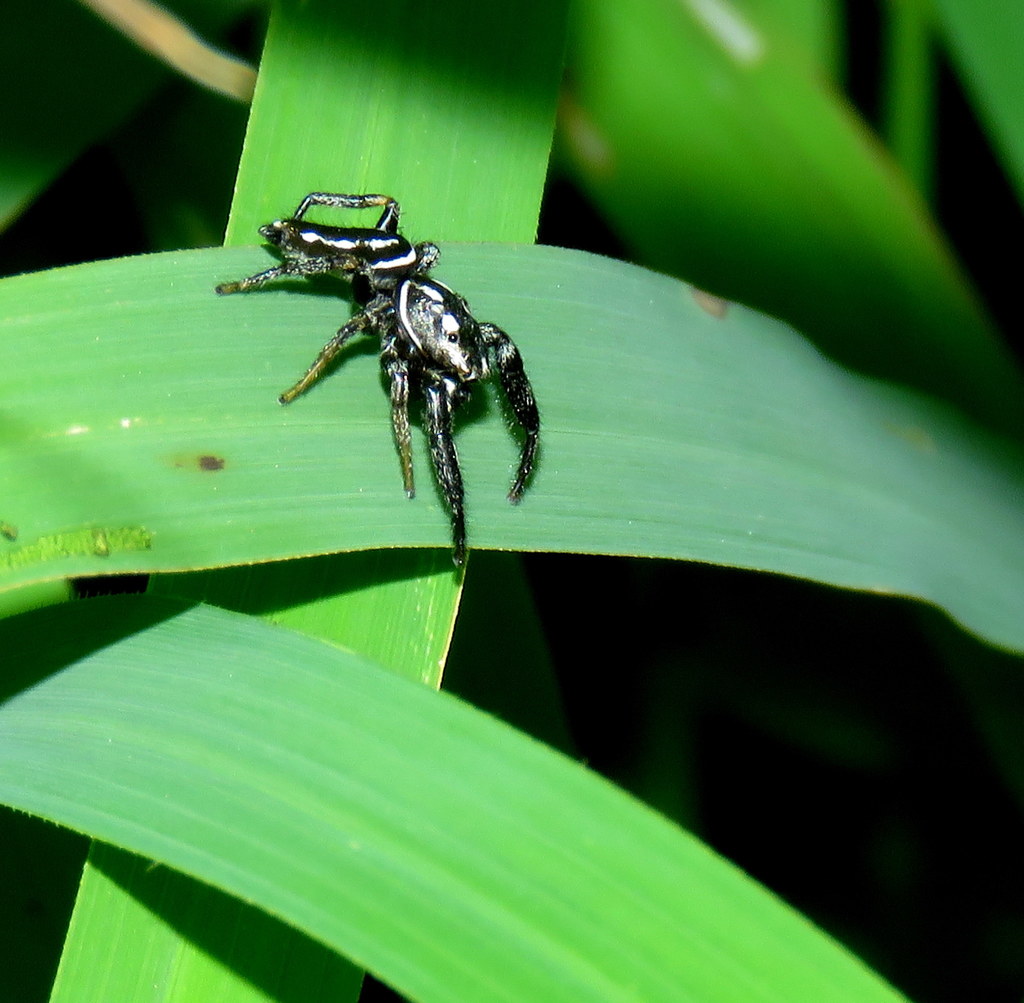 Short-bellied Slender Jumping Spider from Van Wert reservoir, Van Wert ...