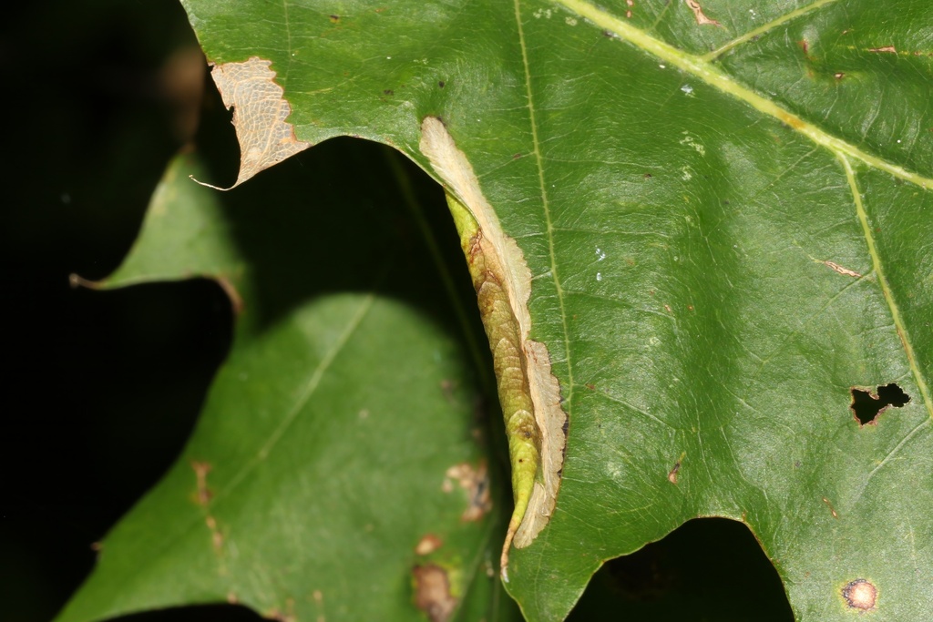Winged and Once-winged Insects from Hammer Nature Preserve (KLT ...