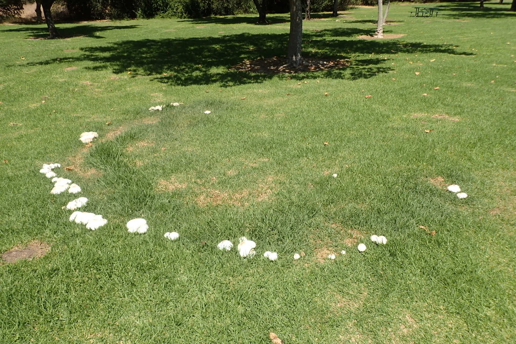 Chlorophyllum from Irvine Regional Park, Orange, CA, US on August 29 ...