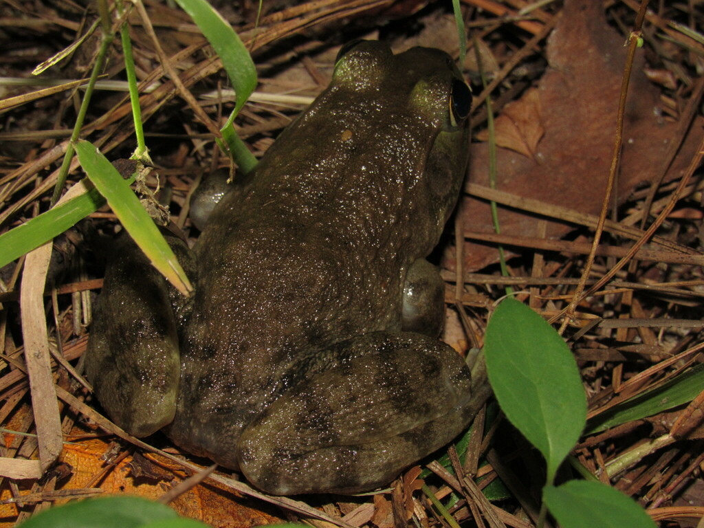American Bullfrog from Mt Holly, NC, USA on August 28, 2024 at 09:57 AM ...