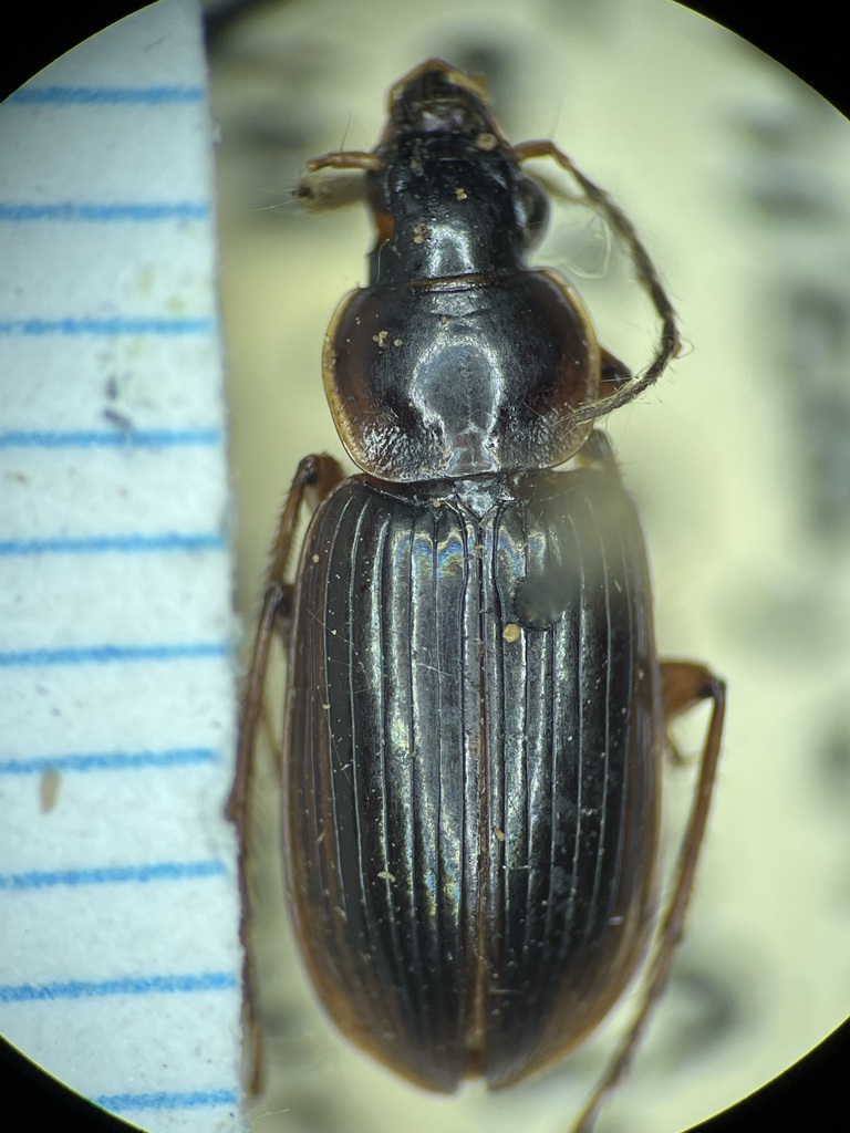 Loxoncus cyanescens from Chiba, Tateyama on July 12, 1967 by Connor E ...