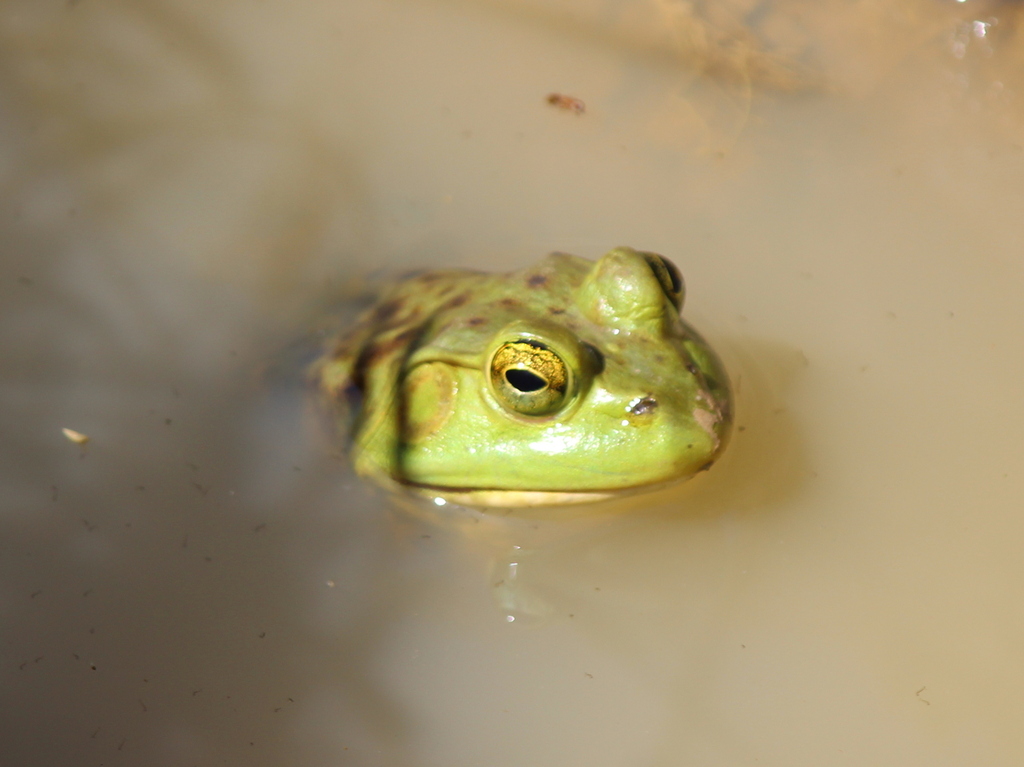 American Bullfrog from Jefferson, ME 04348, USA on August 24, 2024 at ...