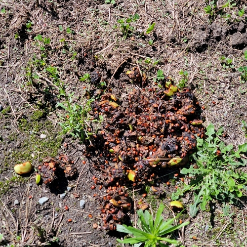 Black Bear Tracks – NatureTracking