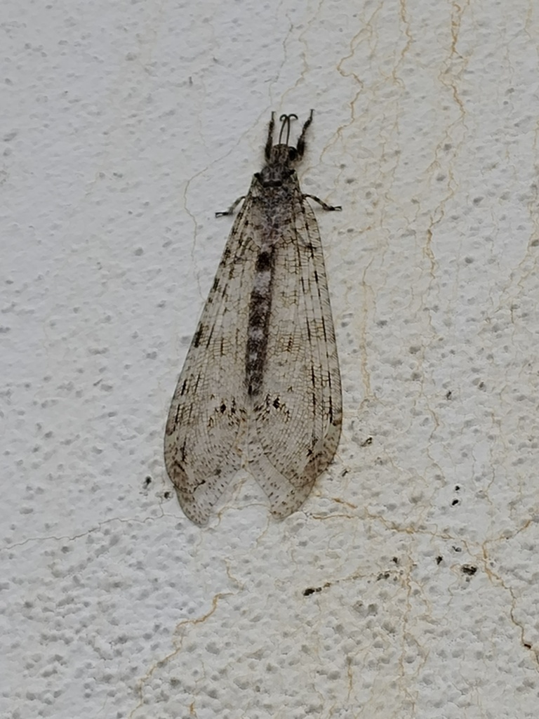 Vella fallax from San Sebastián del Oeste Centro, San Sebastián del ...