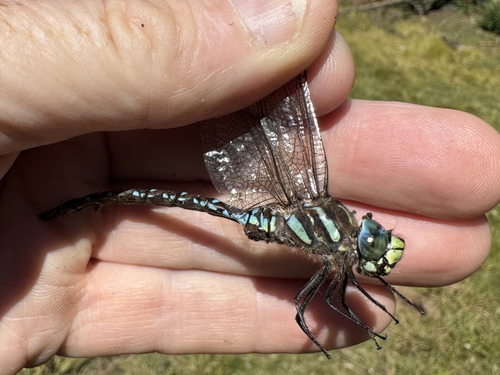 Sedge Darner from Okanagan-Similkameen, BC, CA on August 29, 2024 at 02 ...