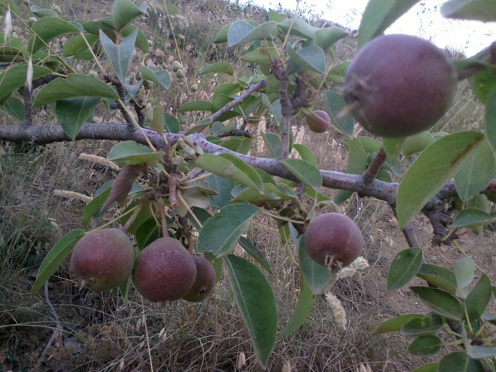 Wild Pear (Pyrus communis pyraster) - Botanical Realm