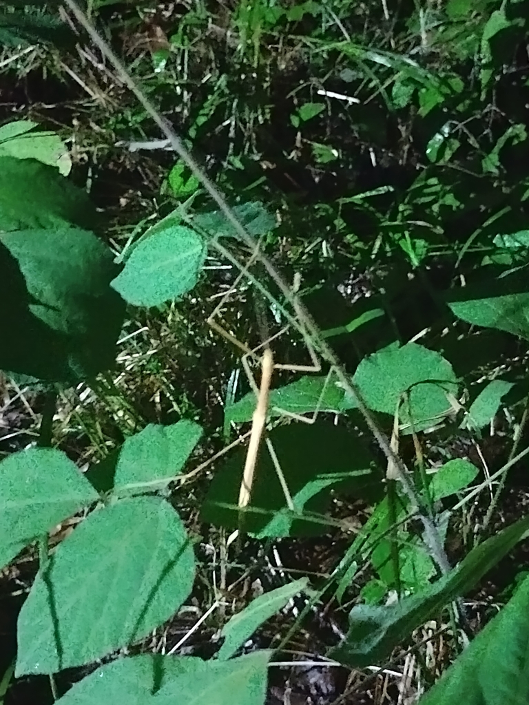 Pinkwing Stick Insect from Karasuma Imadegawa (Subway Imadegawa Station ...