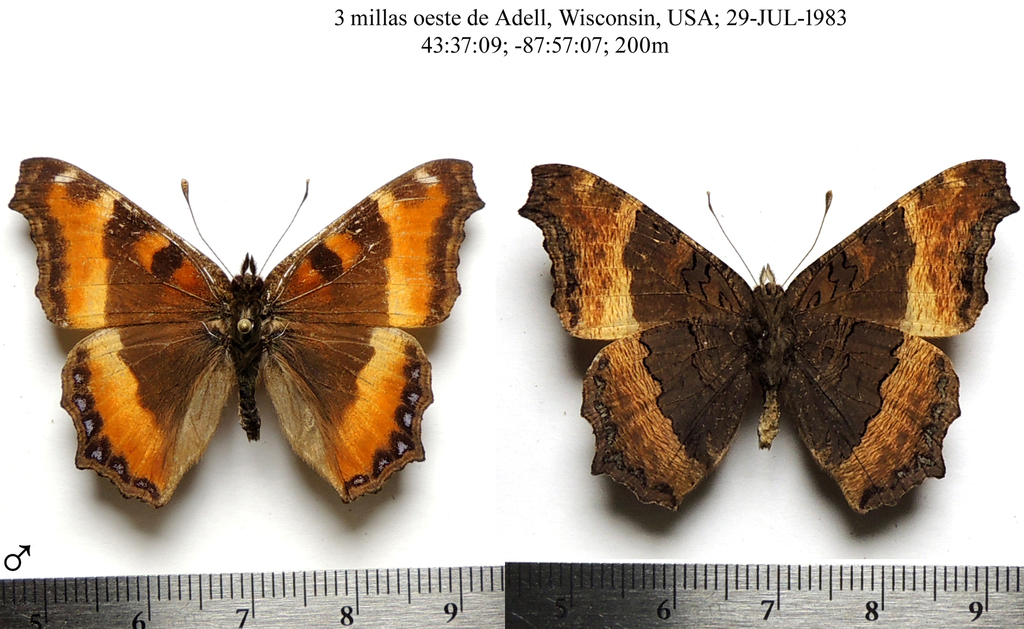 Milbert's Tortoiseshell from Sheboygan County, WI, USA on July 29, 1983 ...