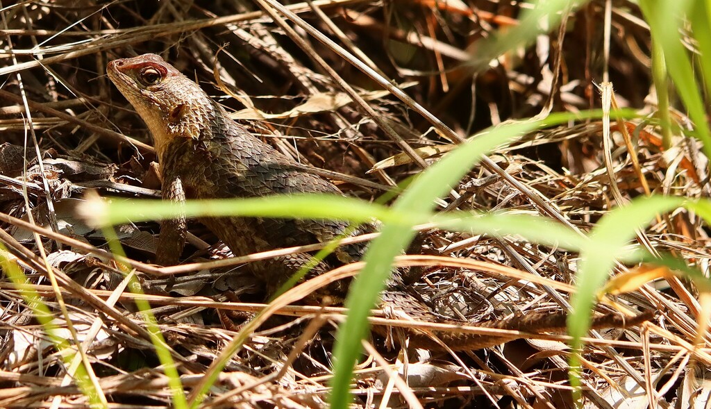 White-bellied Rough Lizard from Bosque Los Colomos, C. El Chaco 3200 ...
