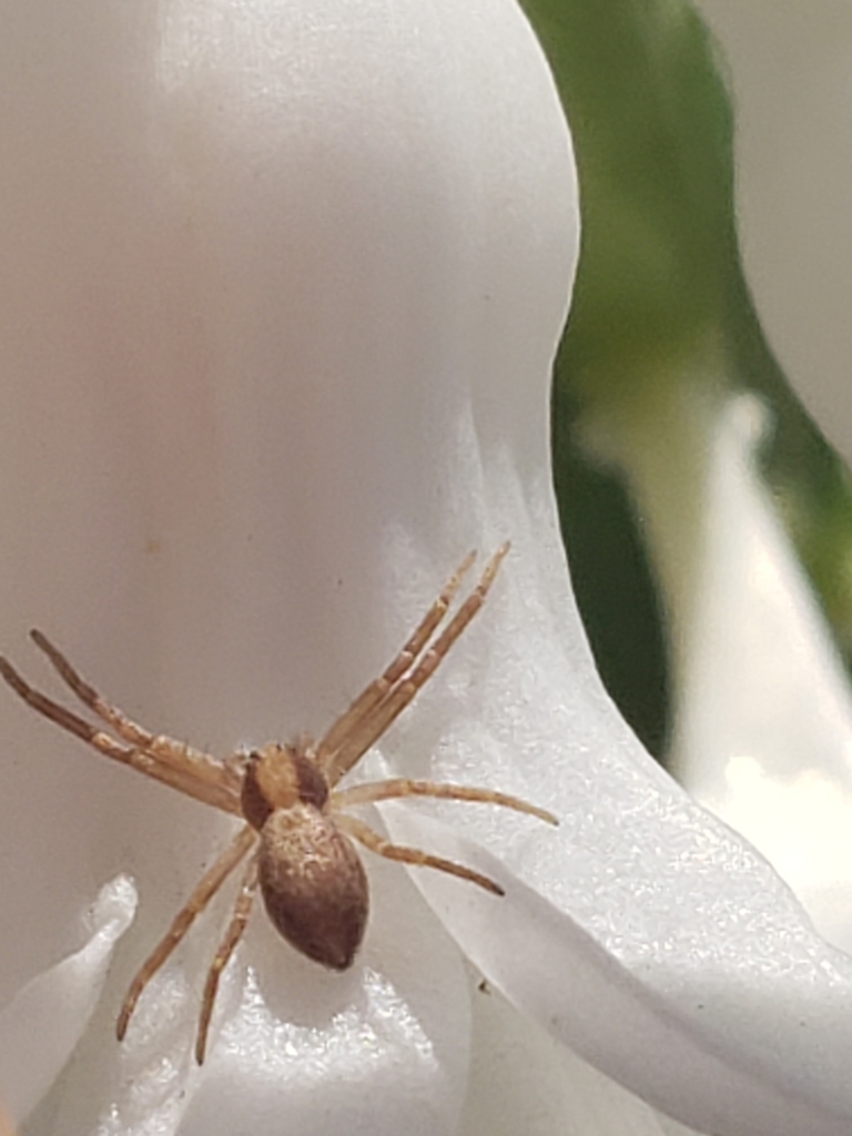 Running Crab Spiders from East Lansing, MI 48824, USA on April 9, 2024 ...