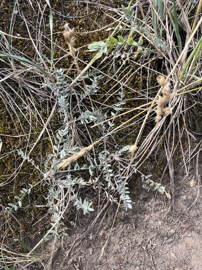 Locoweed from Nahanni National Park Reserve, Region 4, Unorganized, NT ...
