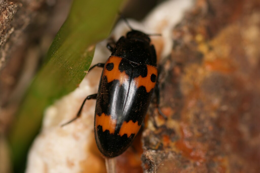 Red-banded Fungus Beetle from South Baton Rouge, Baton Rouge, LA, USA ...