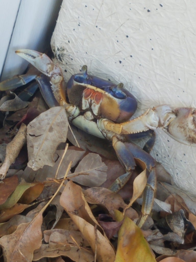 Blue Land Crab from North Key Largo, FL 33037, USA on June 20, 2019 at ...