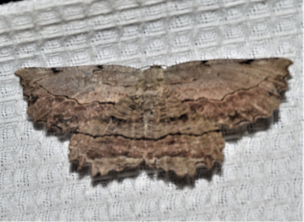 Common Lytrosis Moth from Safe Haven Farm, Carter County, TN, USA on ...