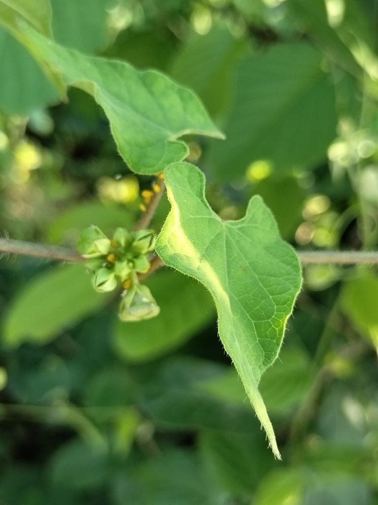Dictyanthus sepicola from 82580 Sin., México on August 29, 2024 at 05: ...