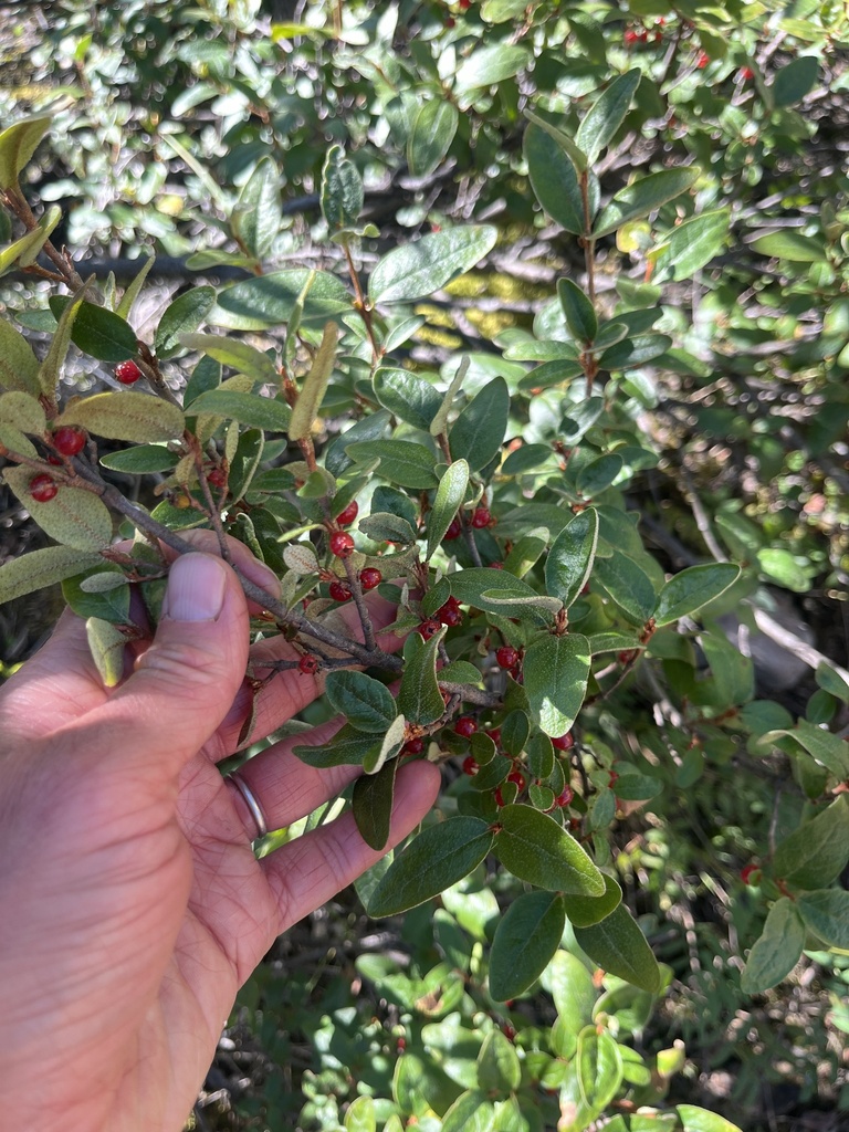 Canadian buffalo-berry from Nááts'įhch'oh National Park Reserve, Region ...