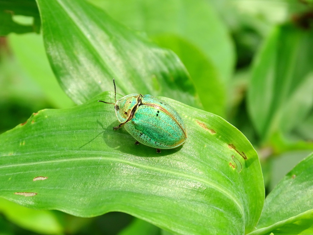 Wild Olive Tortoise Beetle from Huimanguillo, Tab., México on August 29 ...