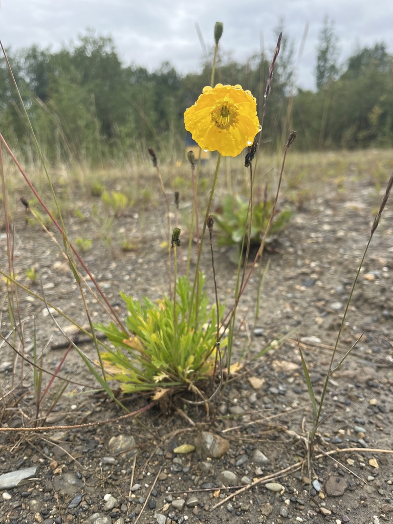 Ice Poppy from Yukon, Unorganized, YT, CA on August 3, 2024 at 04:13 PM ...