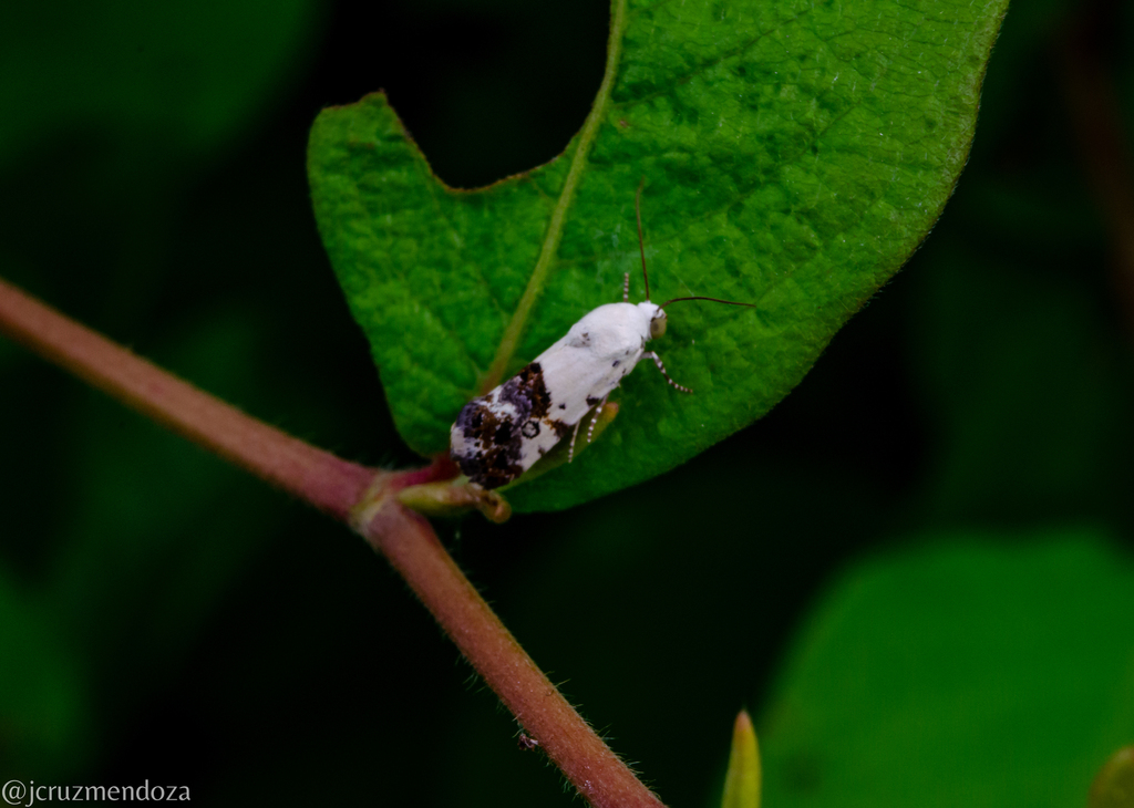 One-spotted Bird-dropping Moth from Mérida, Yuc., México on July 26 ...