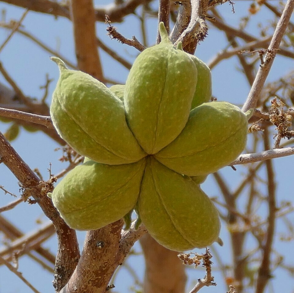 African Star-Chestnut (Sterculia africana) - Botanical Realm
