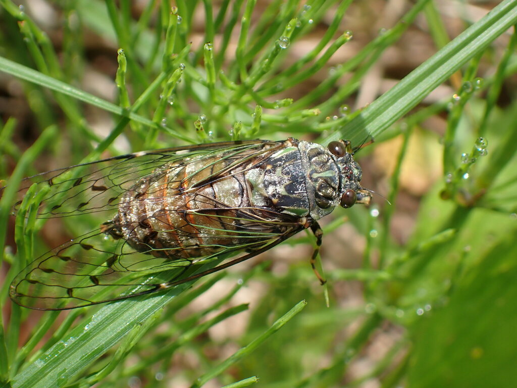 Ezo Spring Cicada in May 2024 by Moses Michelsohn · iNaturalist