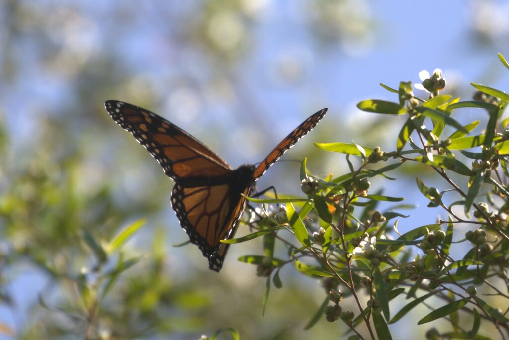 Monarch from Brisbane QLD, Australia on August 30, 2024 at 10:13 AM by ...