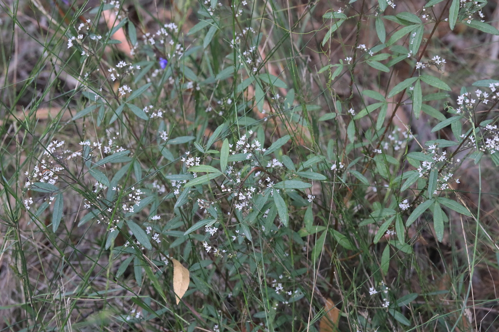 Sandfly Zieria from Bucca NSW 2450, Australia on August 28, 2024 at 03: ...