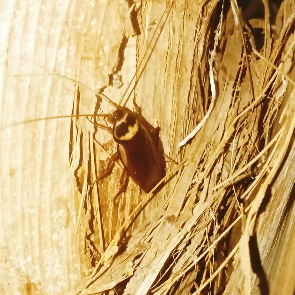 Australian Cockroach from Jardines Quinatzin, 56227 San Luis Huexotla ...