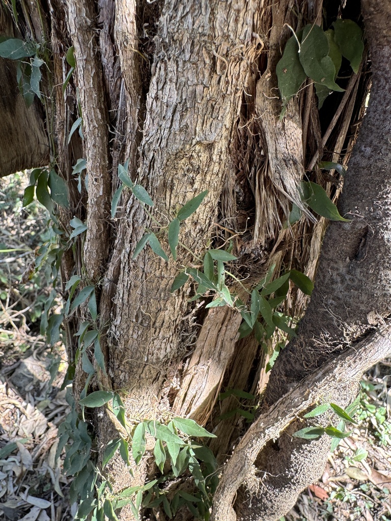 Catclaw vine in August 2024 by Craig Welden · iNaturalist