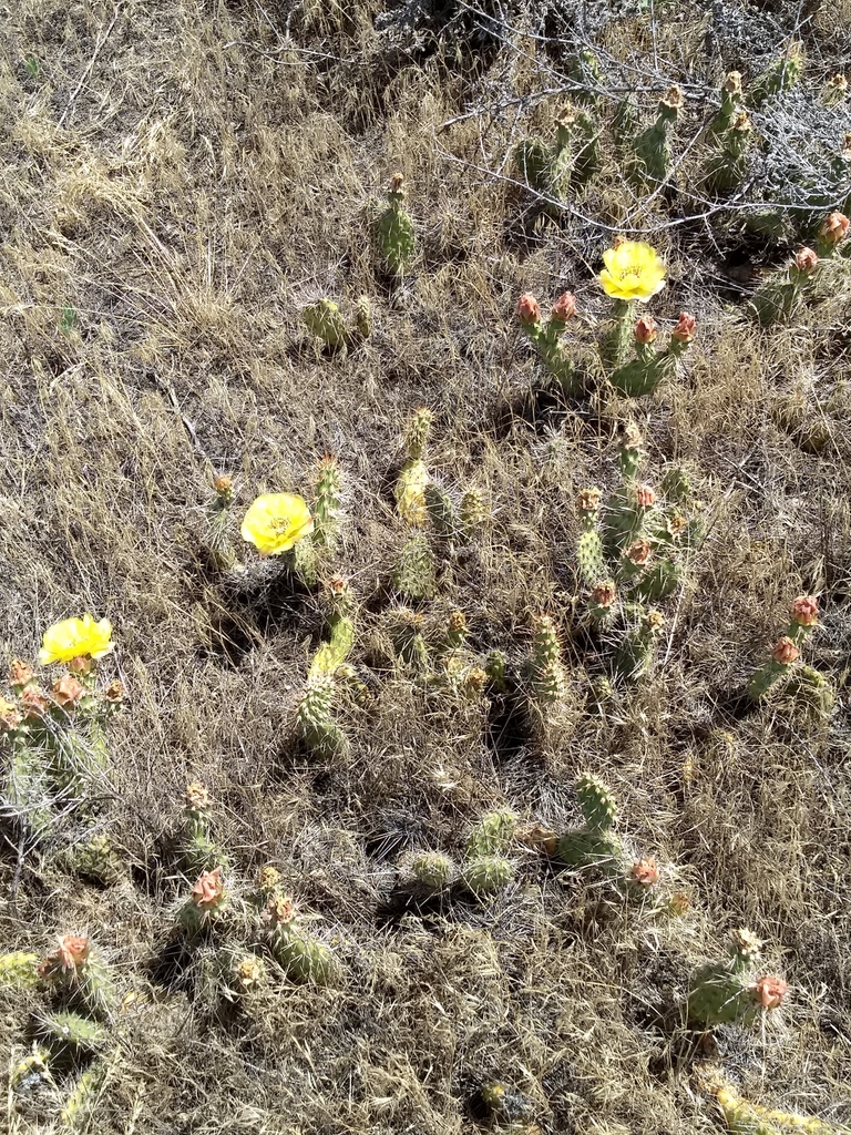 Columbia Pricklypear from Columbia Ln, Irrigon, OR 97844, USA on June ...