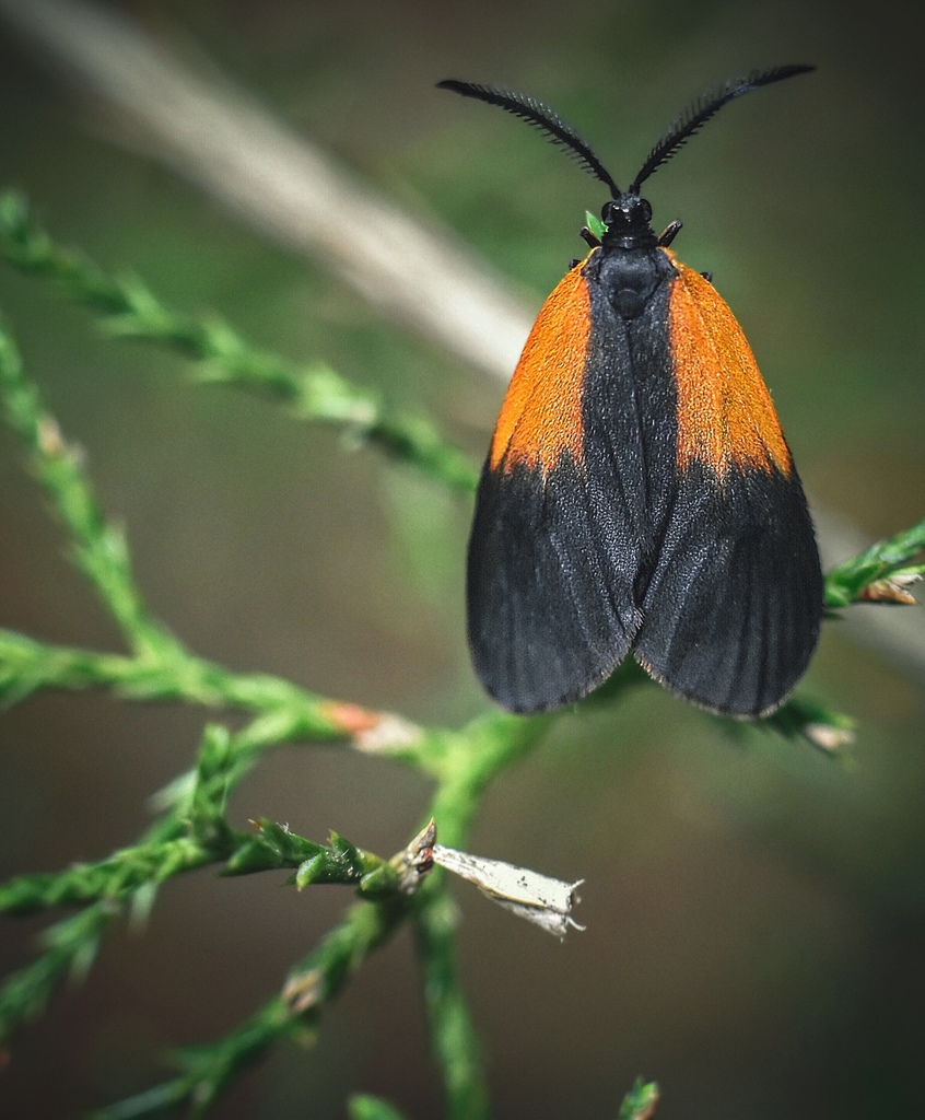 Orange-patched Smoky Moth from 647 Lake Rabon Dr, Laurens, SC, US on ...