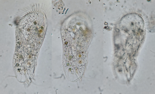 Stylonychia nodulinucleata · iNaturalist