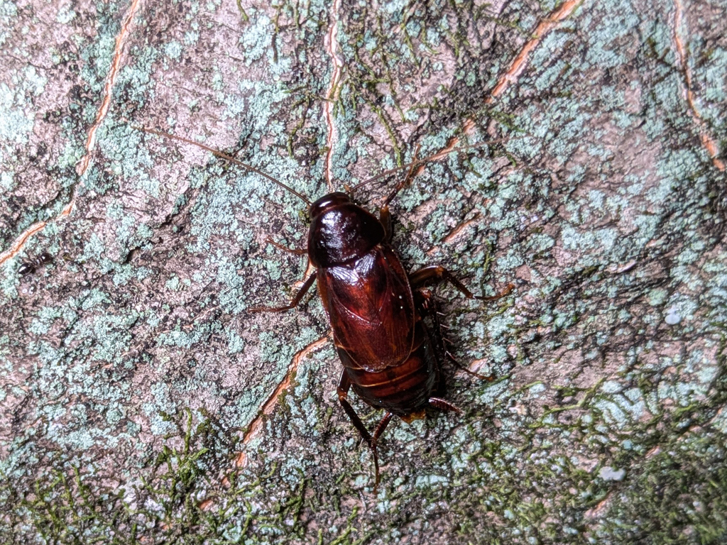 Japanese Cockroach from Район Аоба, Сендай, Мияги, Япония on August 2 ...