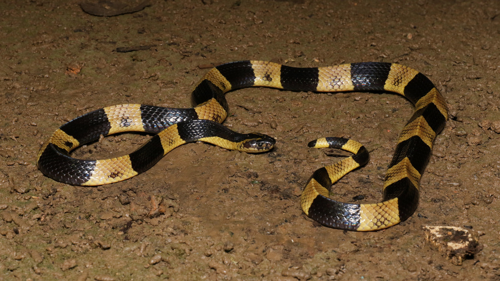 Banded Krait from Bang Yai, Kra Buri District, Ranong 85110, Thailand ...