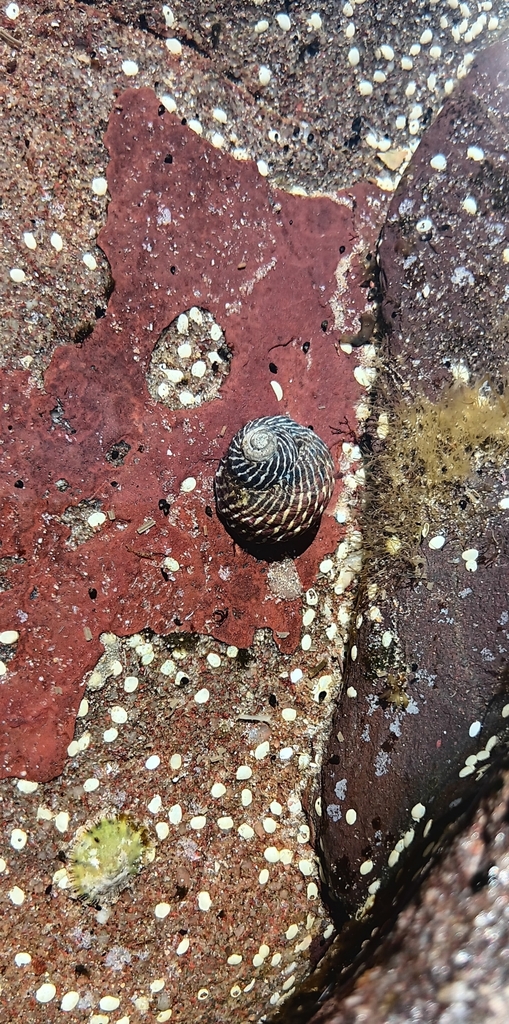 Zebra Top Snail from Point Arkwright QLD 4573, Australia on August 30 ...
