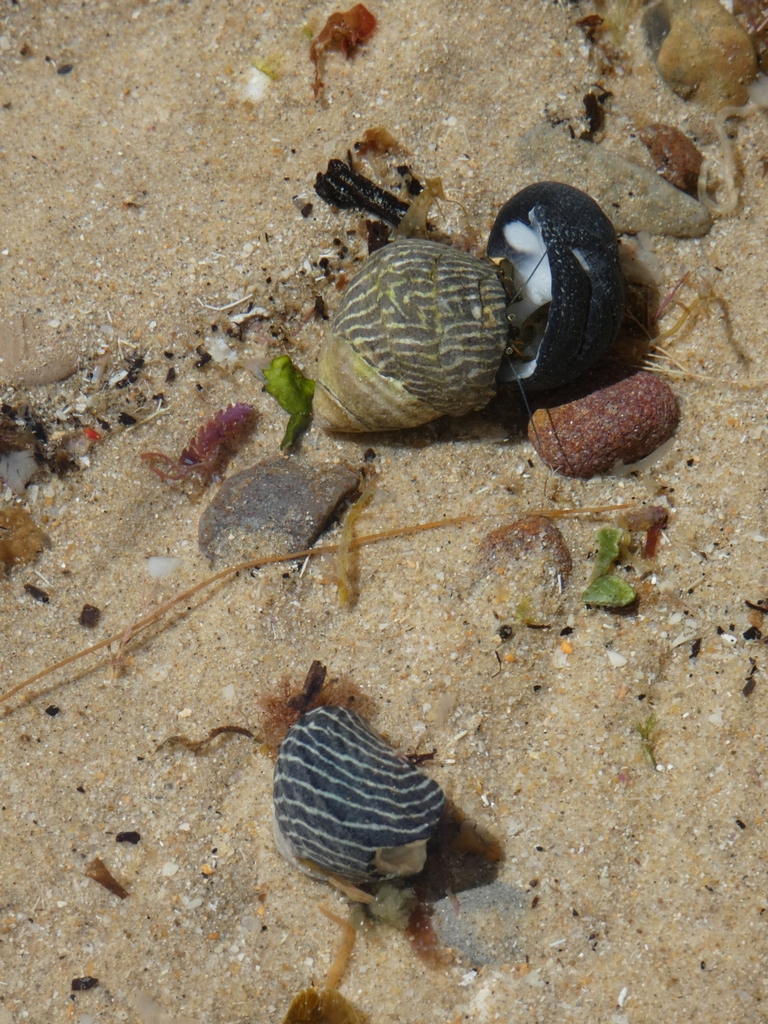 Zebra Top Snail from Point Arkwright QLD 4573, Australia on August 30 ...
