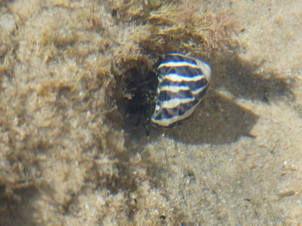 Zebra Top Snail from Point Arkwright QLD 4573, Australia on August 30 ...