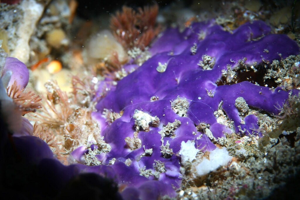 Homosclerophorida from Snorkel Trail on August 30, 2024 at 01:06 PM by ...